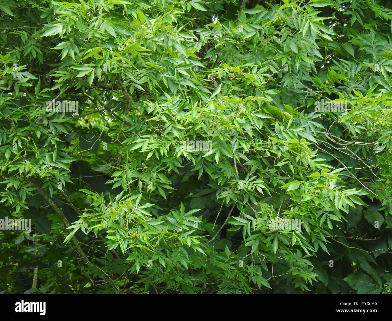 bitternut hickory (Carya cordiformis Stock Photo - Alamy