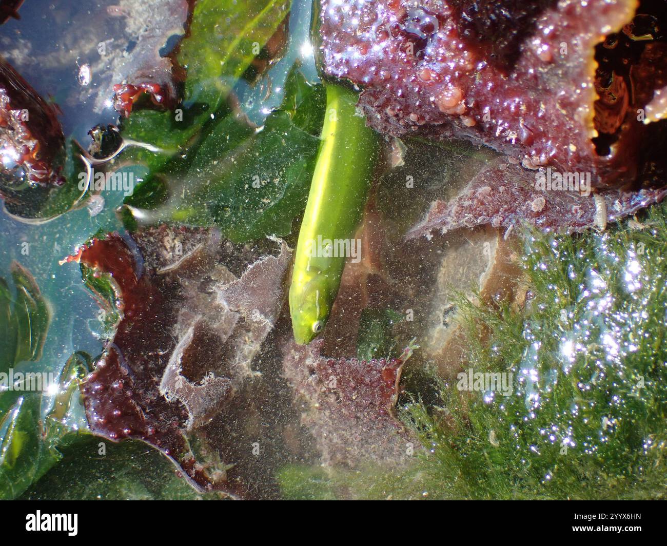 Penpoint Gunnel (Apodichthys flavidus Stock Photo - Alamy