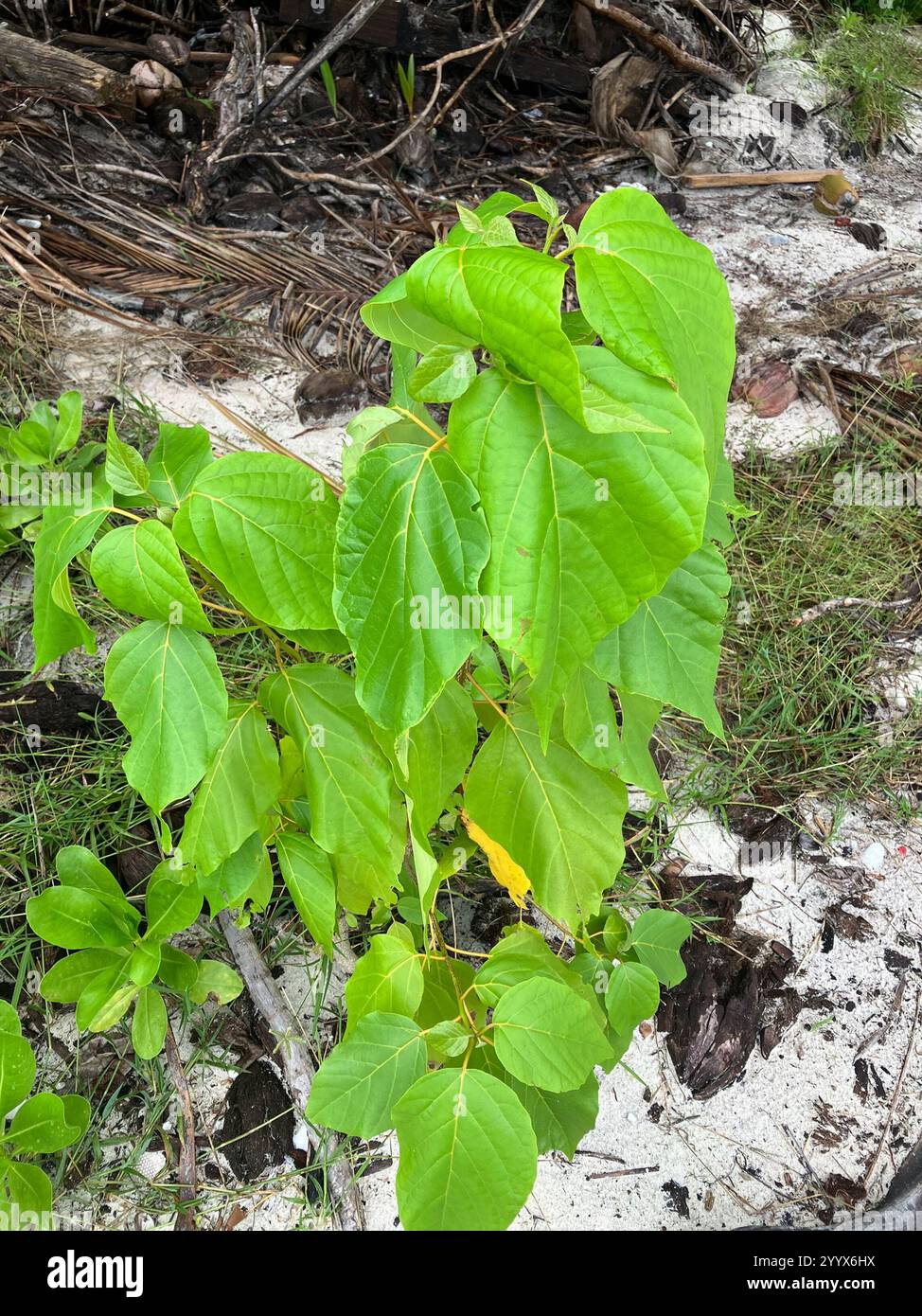 Kerosene Tree (Cordia subcordata Stock Photo - Alamy