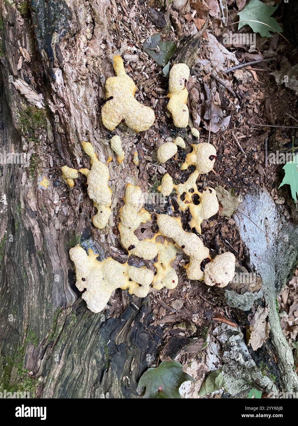 Dog Vomit Slime Mold (Fuligo septica Stock Photo - Alamy