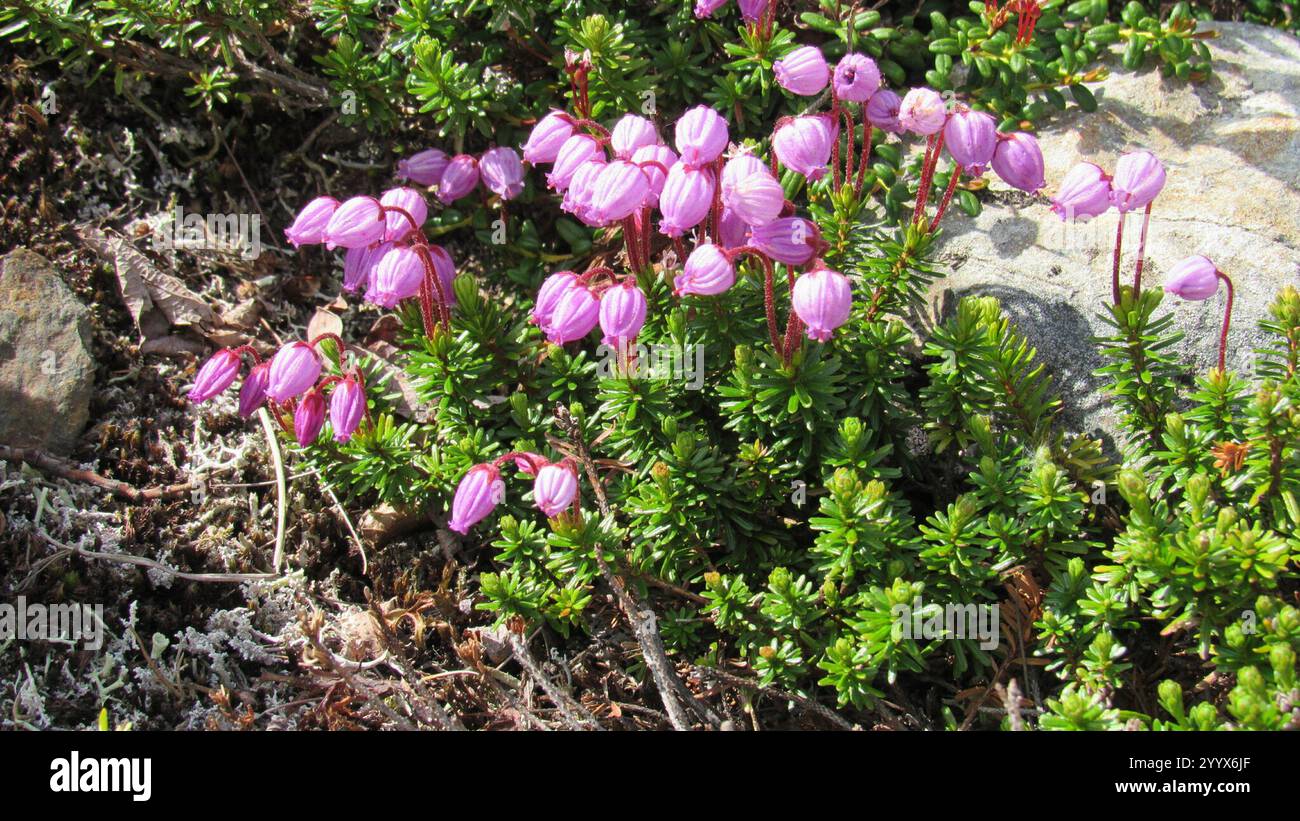Blue Mountain-heath (Phyllodoce caerulea Stock Photo - Alamy