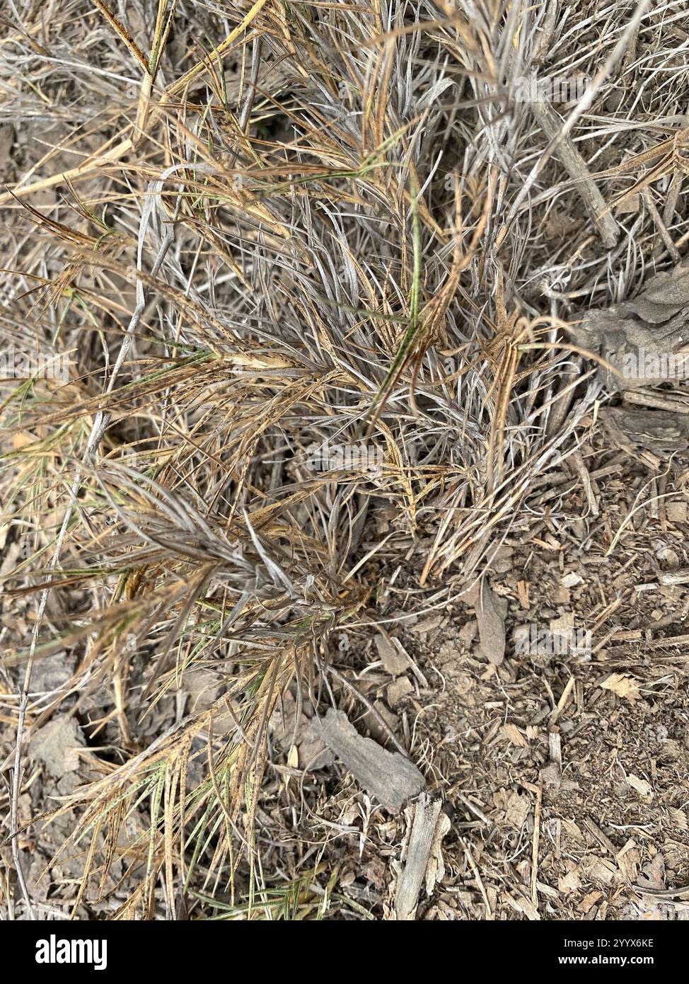Saltgrass (Distichlis spicata Stock Photo - Alamy