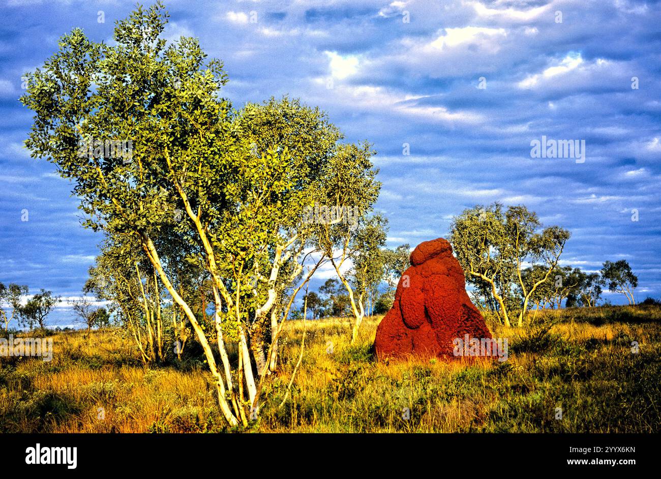 Eucalyptus Gum Trees and Termite Hill, Karijini National Park, Pilbara ...