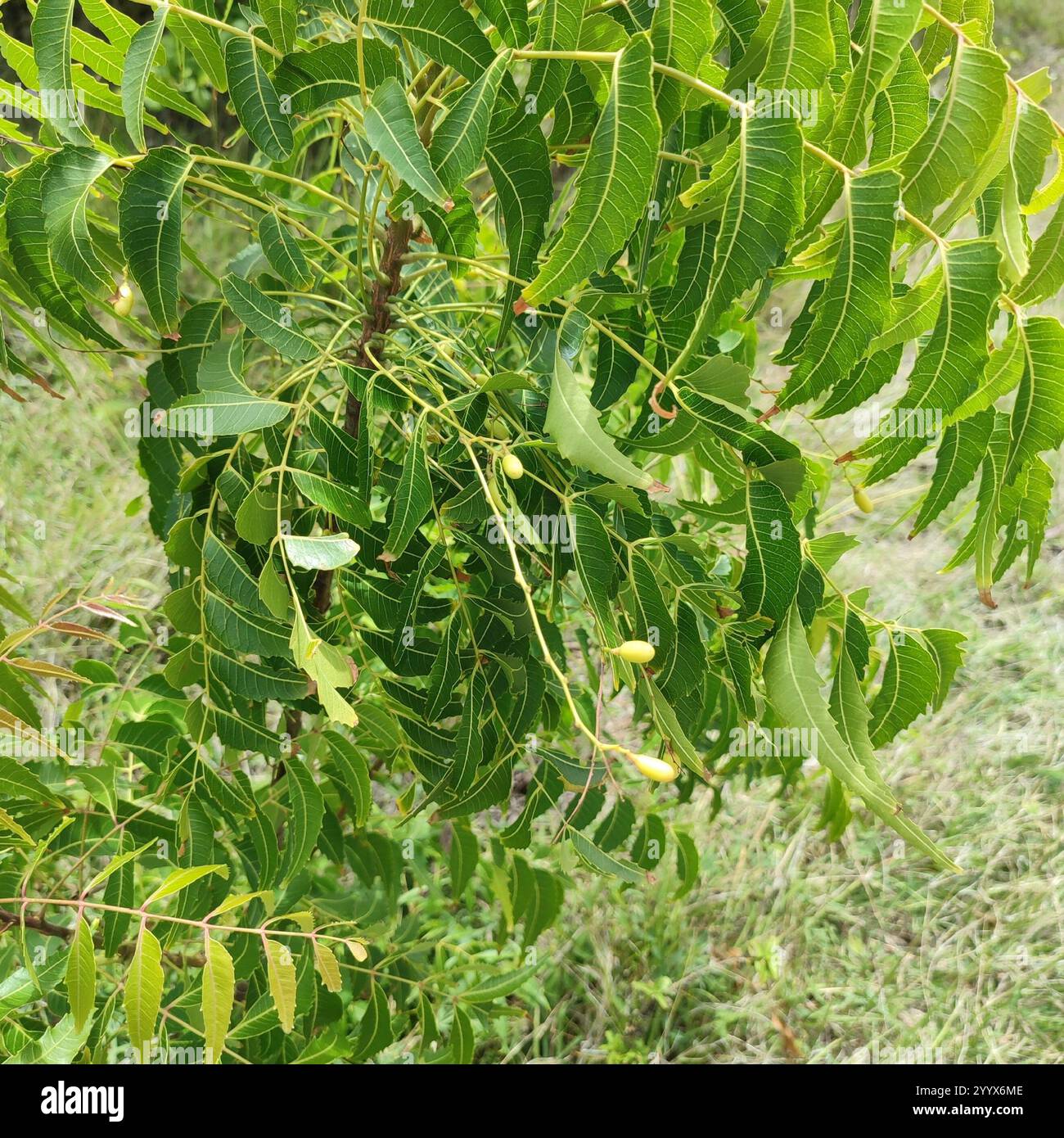 Neem (Azadirachta indica Stock Photo - Alamy
