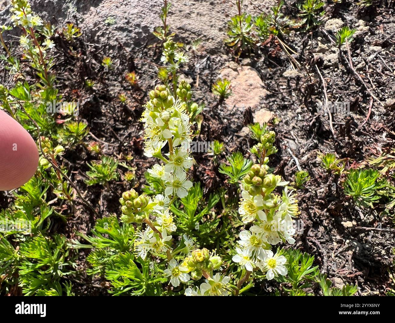 Partridgefoot (Luetkea pectinata Stock Photo - Alamy