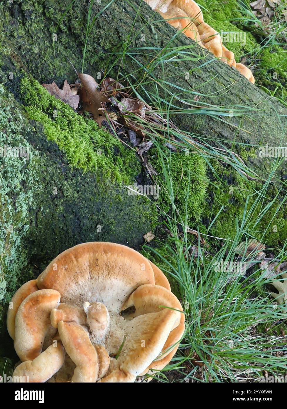 Berkeley's Polypore (Bondarzewia berkeleyi Stock Photo - Alamy