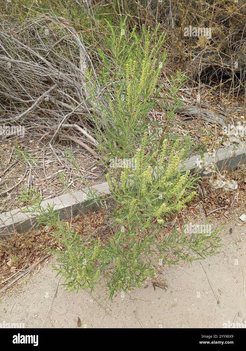 western ragweed (Ambrosia psilostachya Stock Photo - Alamy