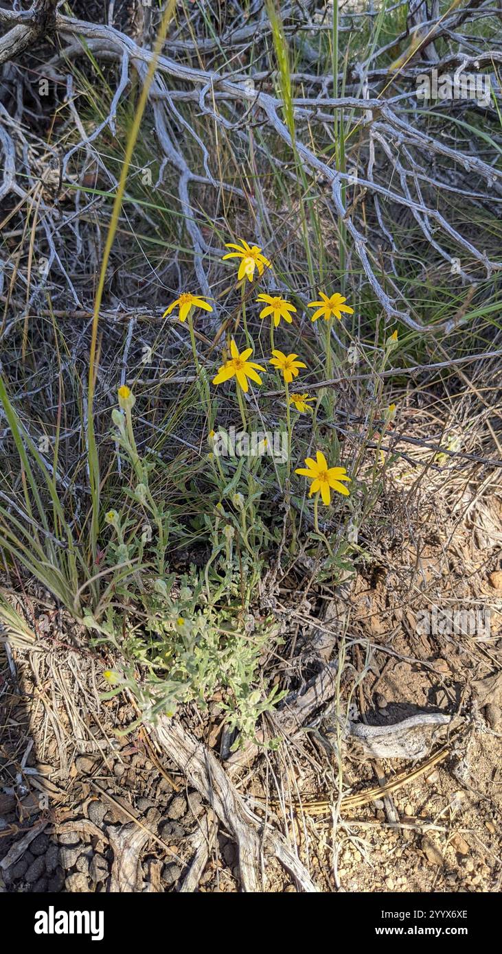 common woolly sunflower (Eriophyllum lanatum Stock Photo - Alamy
