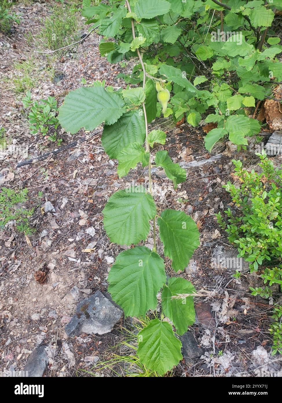 Beaked hazelnut hi-res stock photography and images - Alamy
