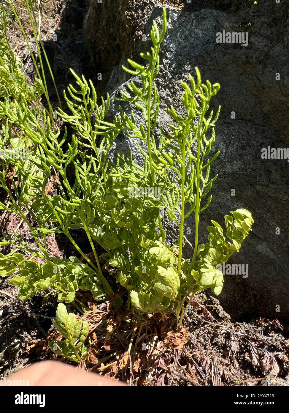 American parsley fern (Cryptogramma acrostichoides Stock Photo - Alamy