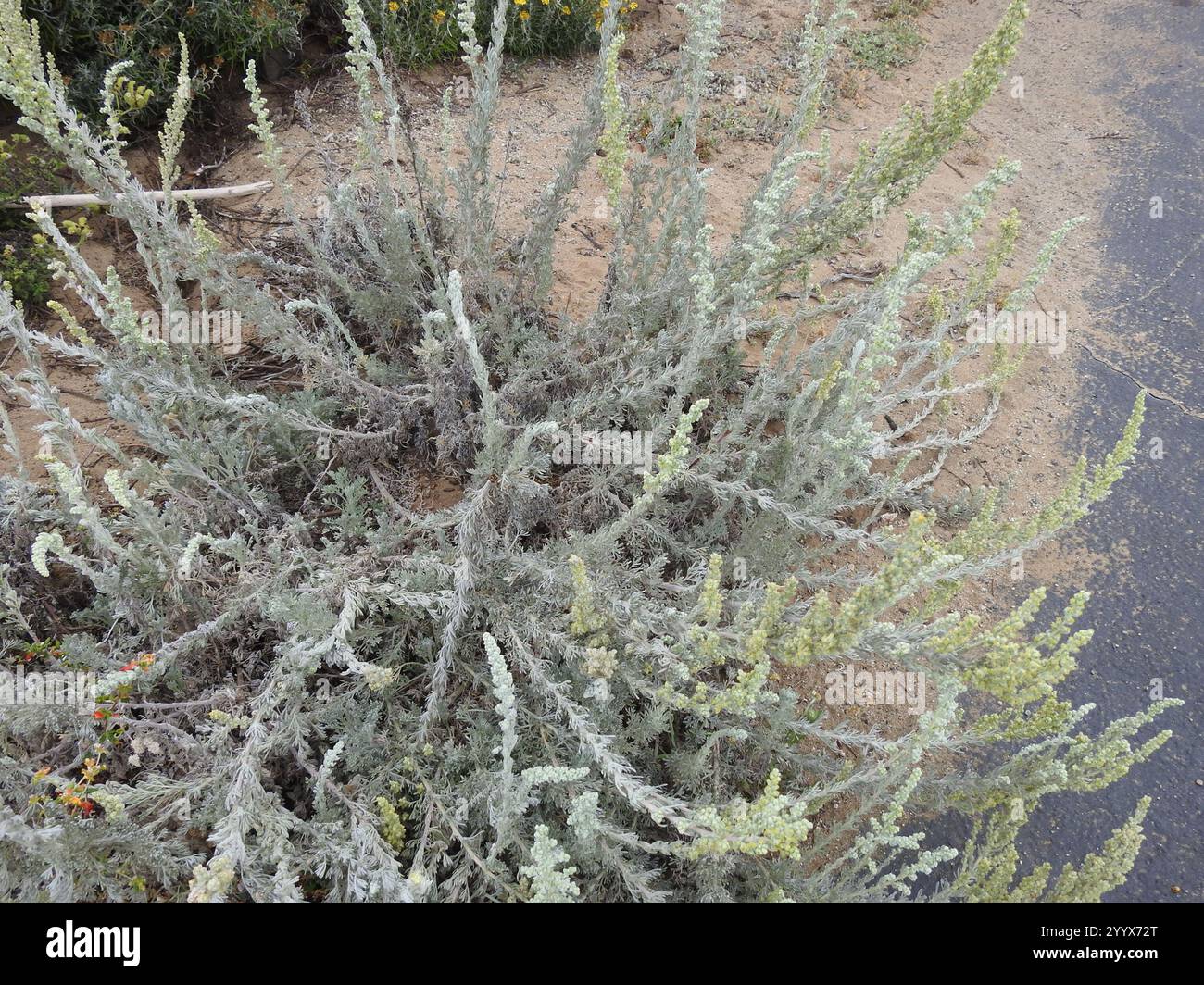 coastal sagewort (Artemisia pycnocephala Stock Photo - Alamy