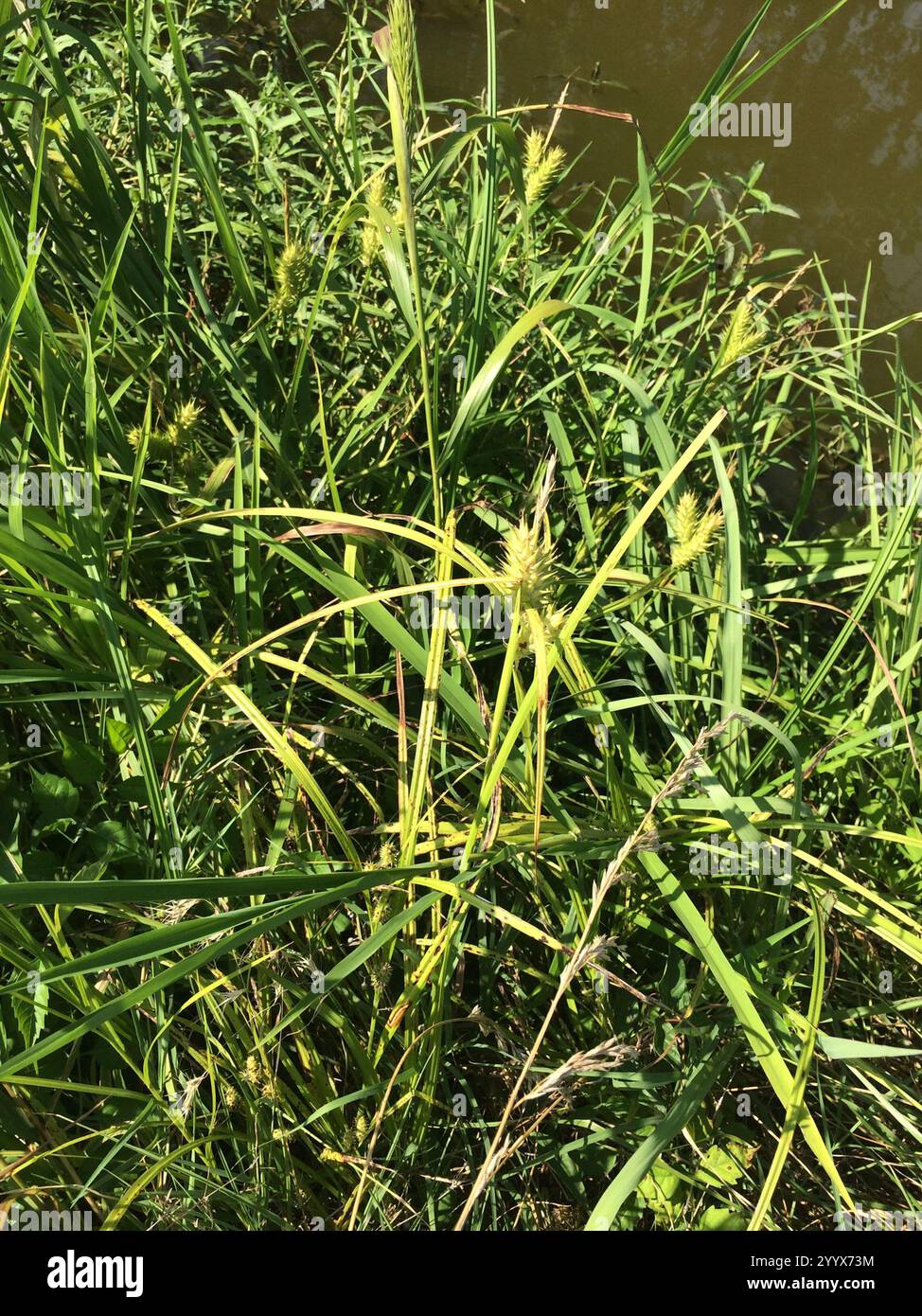 hop sedge (Carex lupulina Stock Photo - Alamy