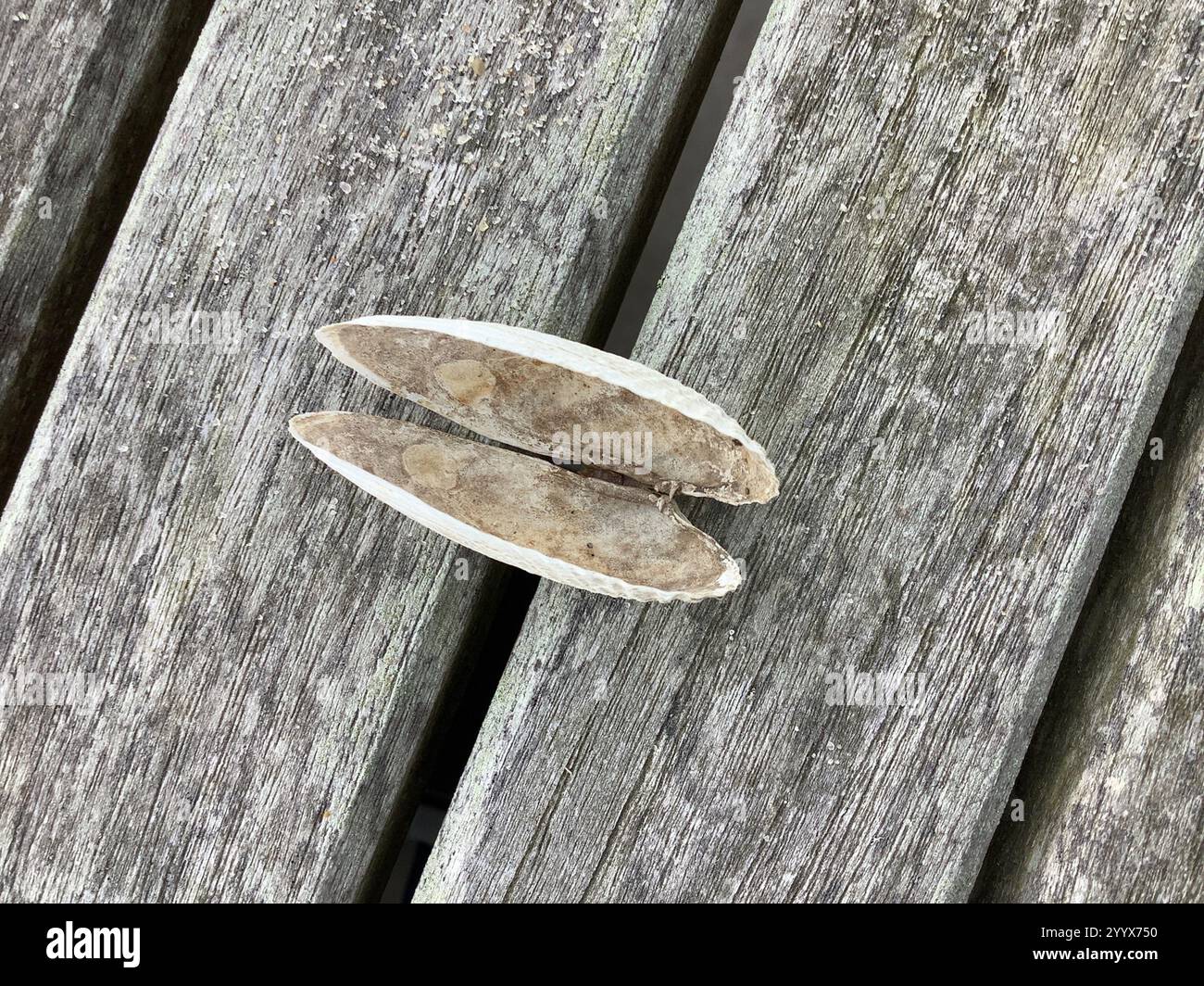 False Angelwing (Petricolaria pholadiformis Stock Photo - Alamy
