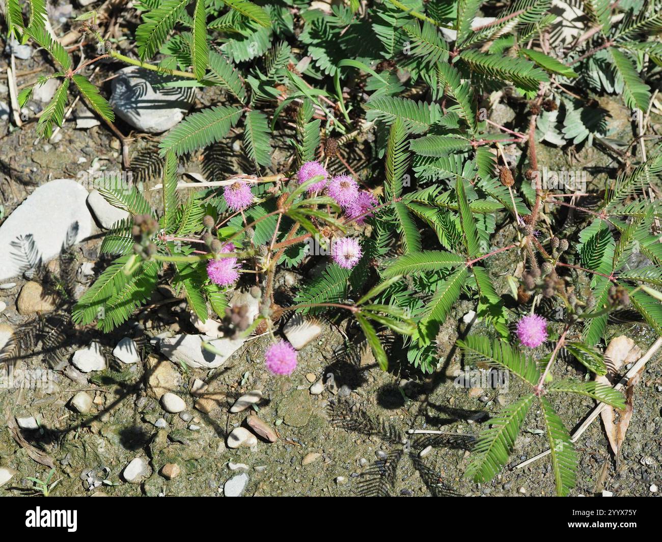 Sensitive Plant (Mimosa pudica Stock Photo - Alamy