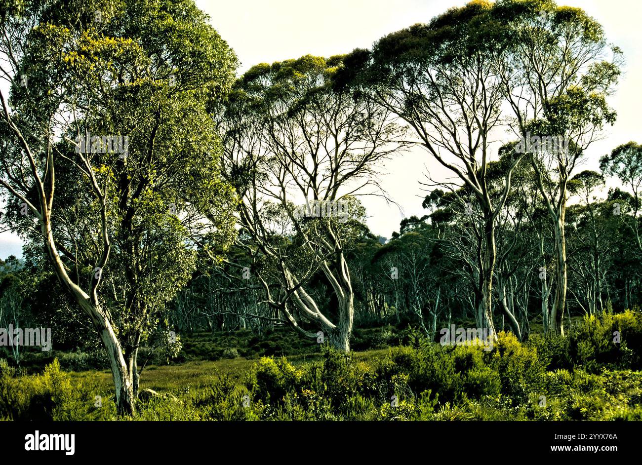 Eucalyptus Gum Trees, Southwest Australia Stock Photo - Alamy