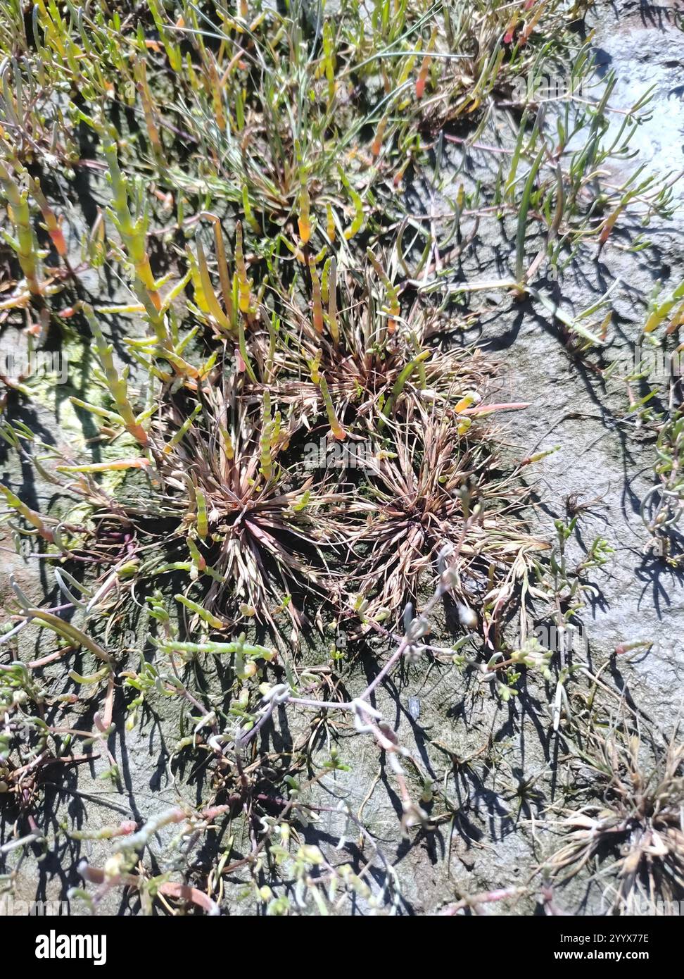 clustered toad rush (Juncus ranarius Stock Photo - Alamy