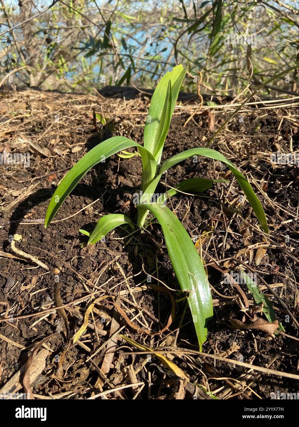Membranous Greenhood (Chloraea membranacea Stock Photo - Alamy