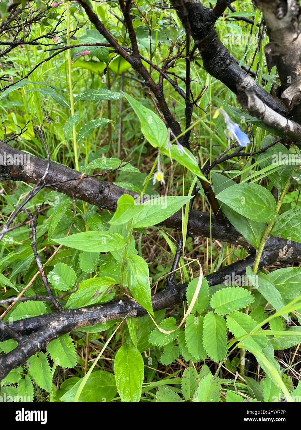 Tall Bluebell (Mertensia paniculata Stock Photo - Alamy