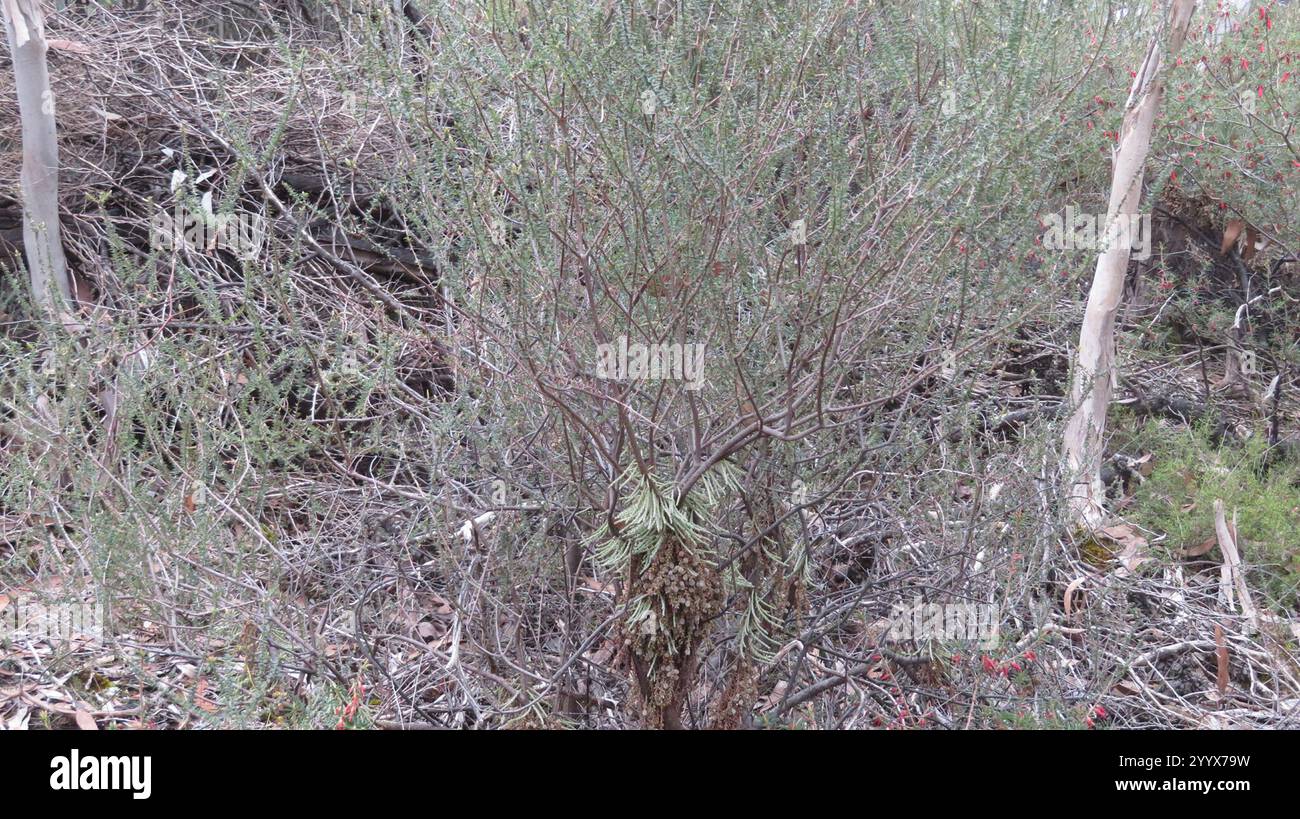 Australian native currant (Acrotriche depressa Stock Photo - Alamy