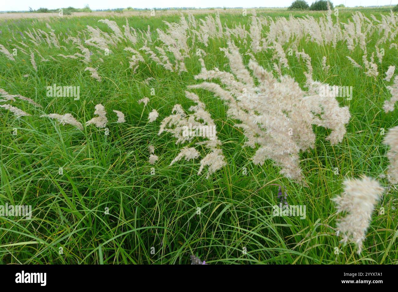 Purple Small-reed (Calamagrostis canescens Stock Photo - Alamy