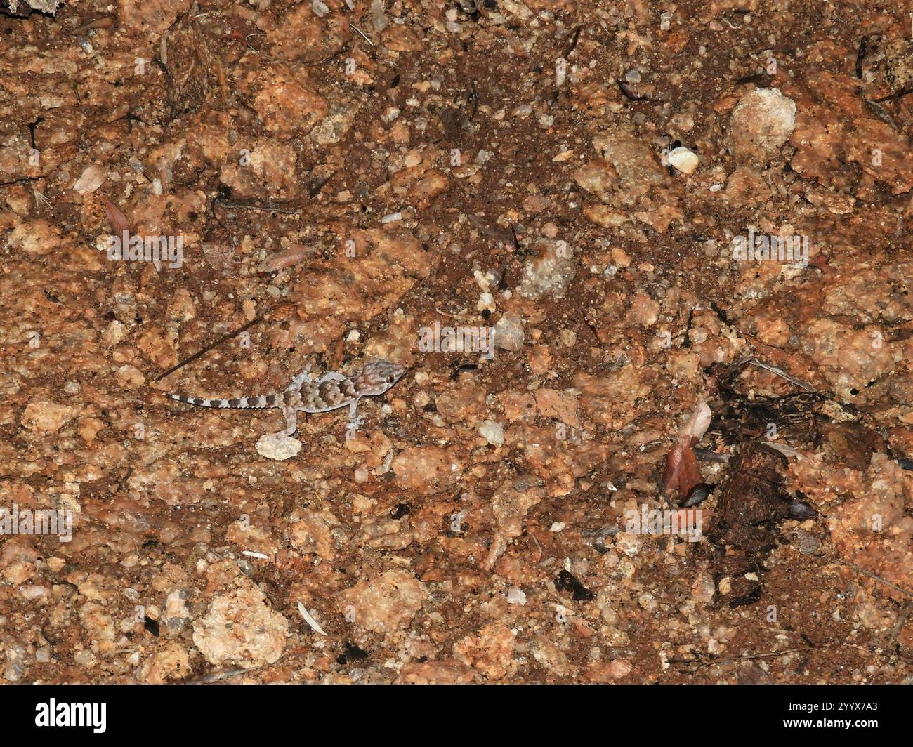 Comb-toed Geckos (Chondrodactylus Stock Photo - Alamy