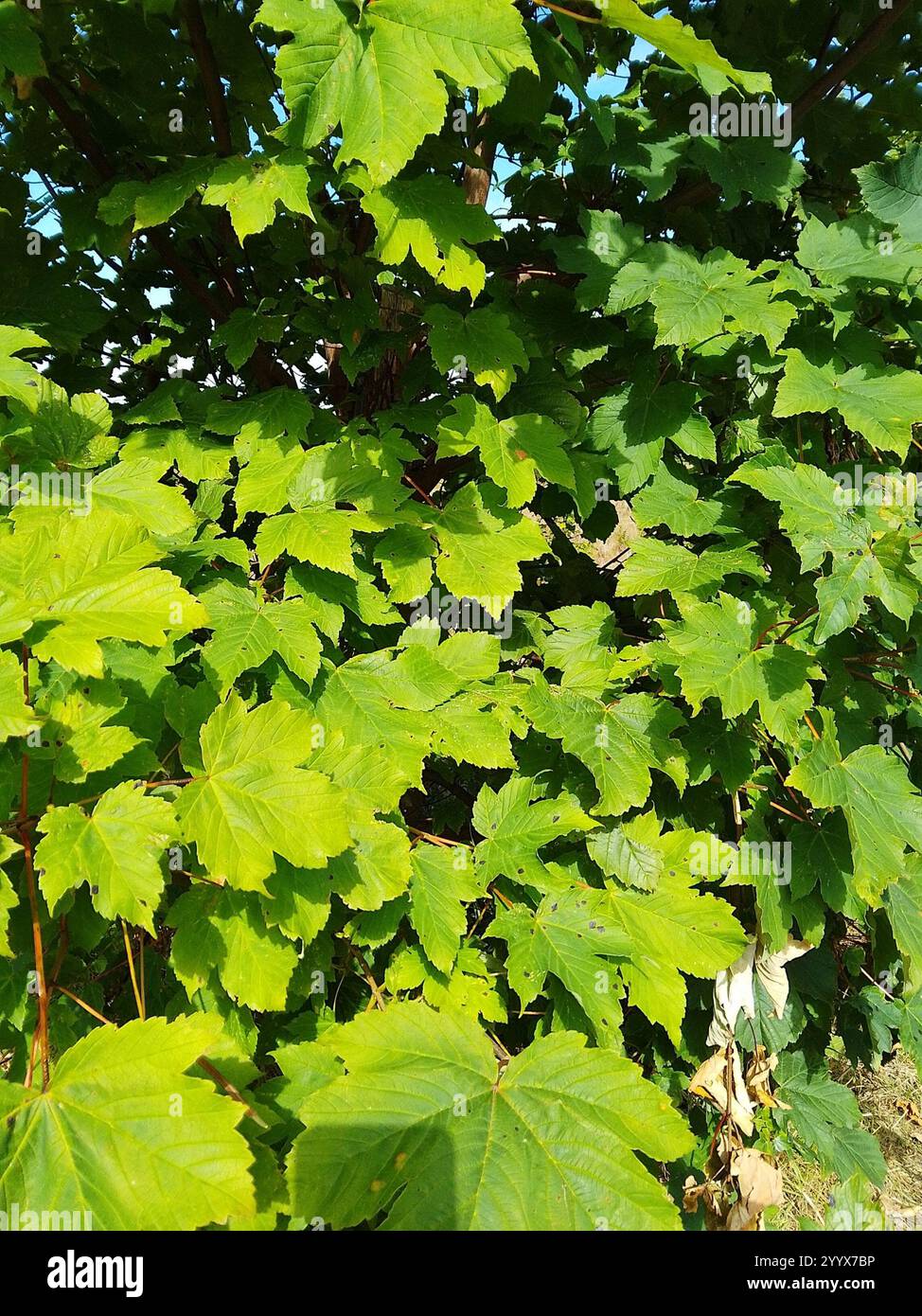 sycamore maple (Acer pseudoplatanus Stock Photo - Alamy