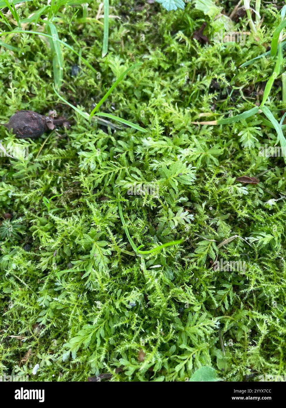 Palm-tree Moss (Plagiomnium undulatum Stock Photo - Alamy