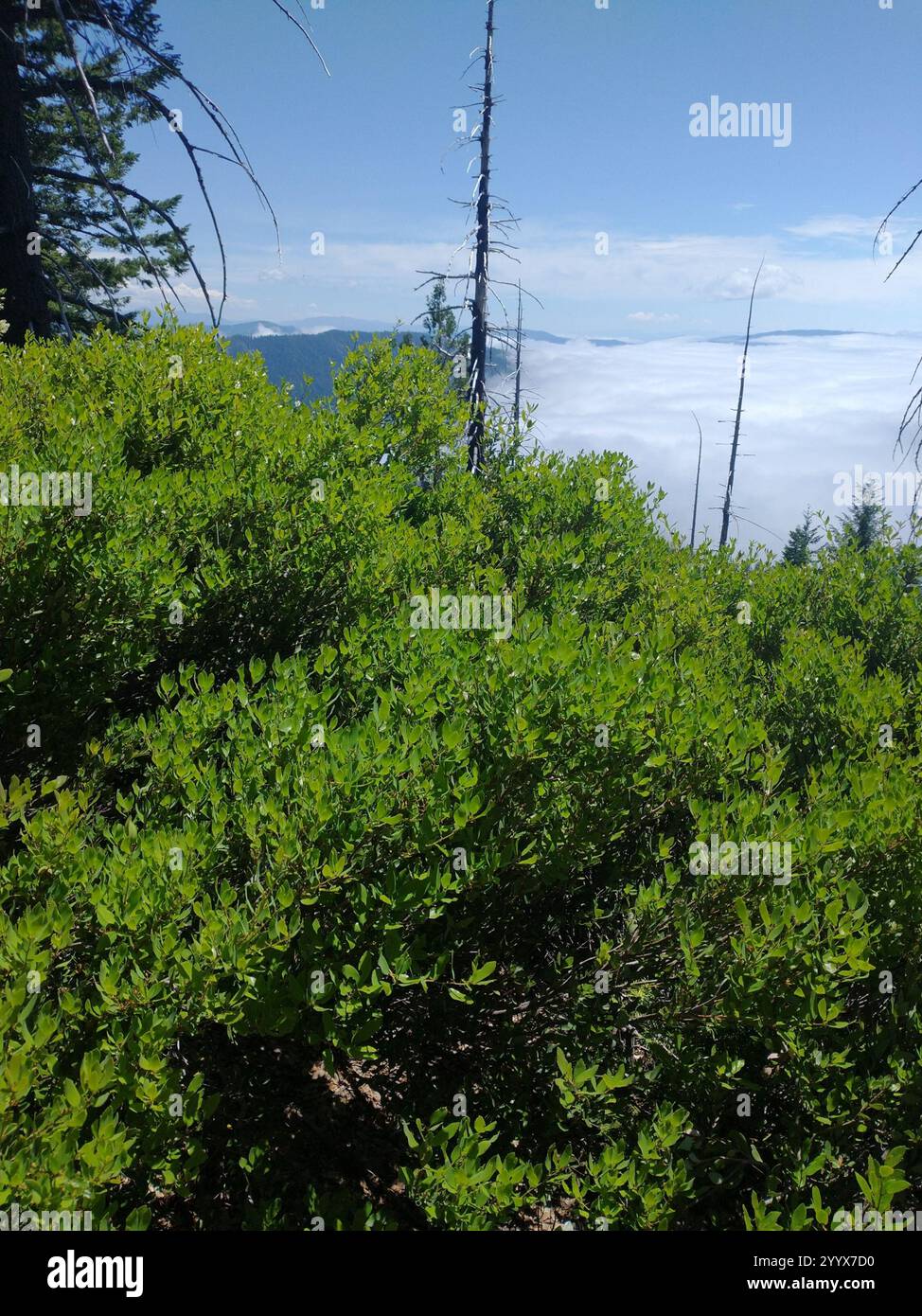 huckleberry oak (Quercus vacciniifolia Stock Photo - Alamy