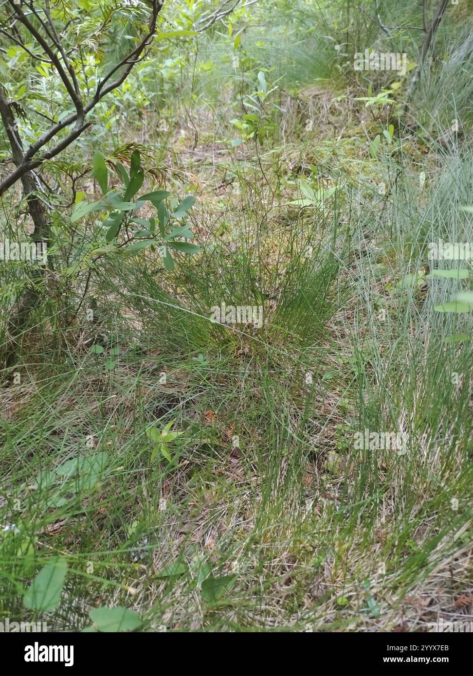 Trichophorum cespitosum hi-res stock photography and images - Alamy