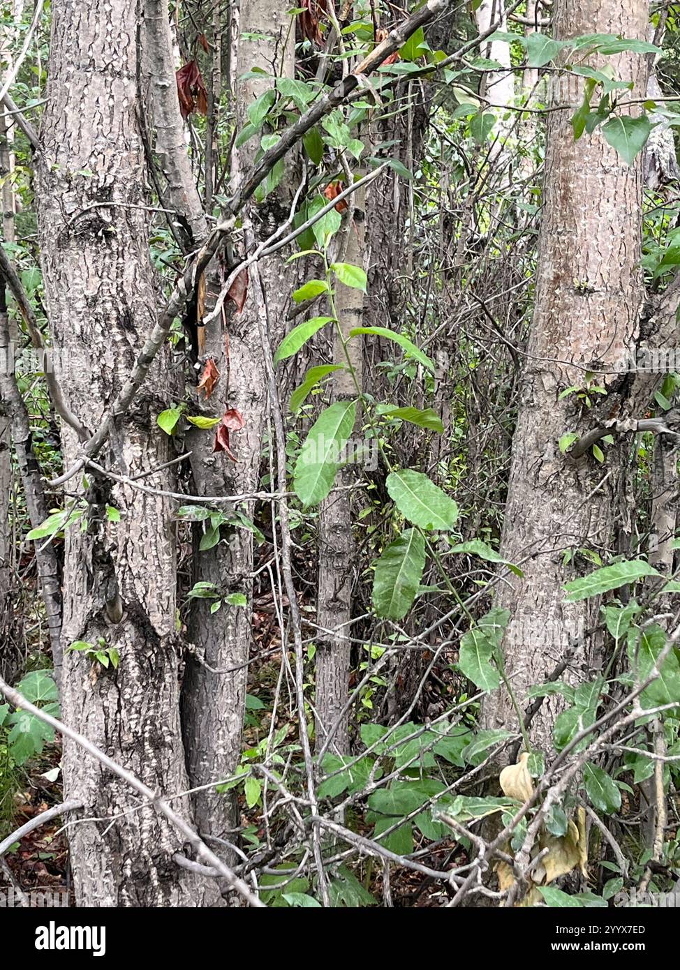 balsam poplar (Populus balsamifera Stock Photo - Alamy