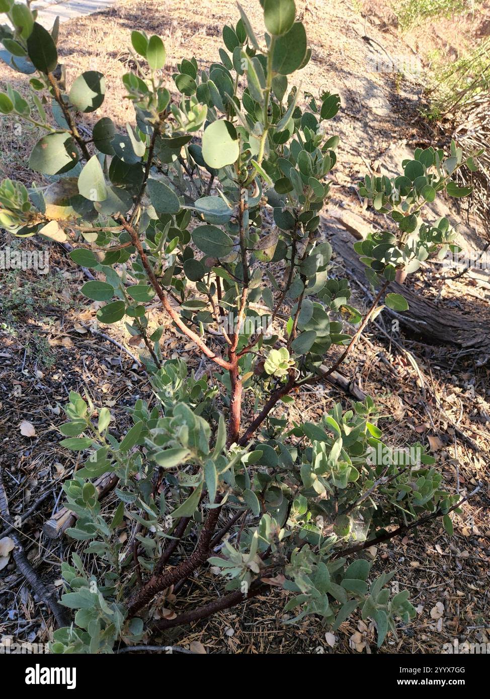 Pringle's manzanita (Arctostaphylos pringlei Stock Photo - Alamy
