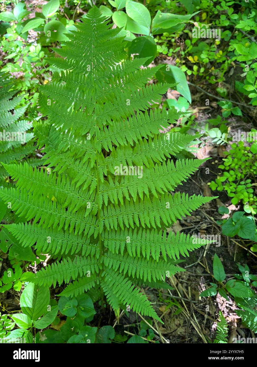 northern lady fern (Athyrium angustum Stock Photo - Alamy