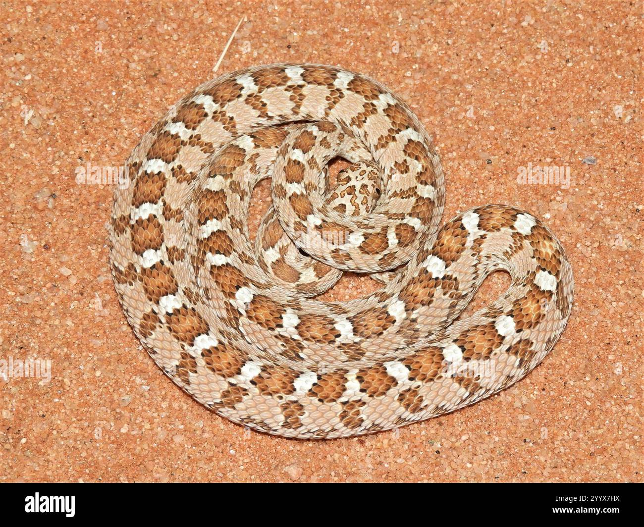 Egg-eating Snake (Dasypeltis scabra Stock Photo - Alamy