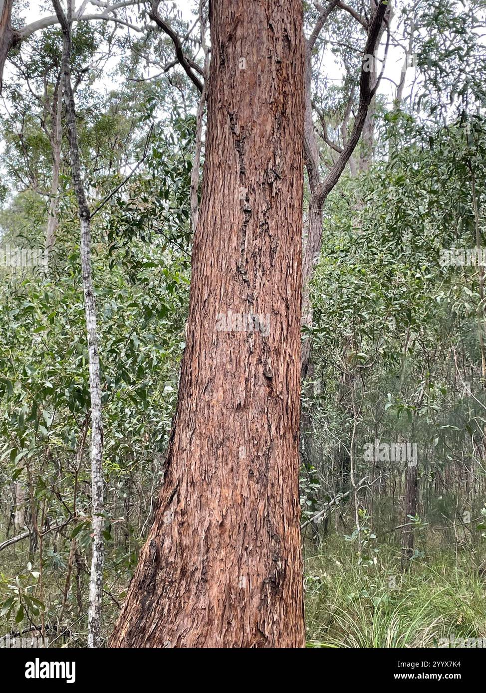 Tallowwood (Eucalyptus microcorys Stock Photo - Alamy