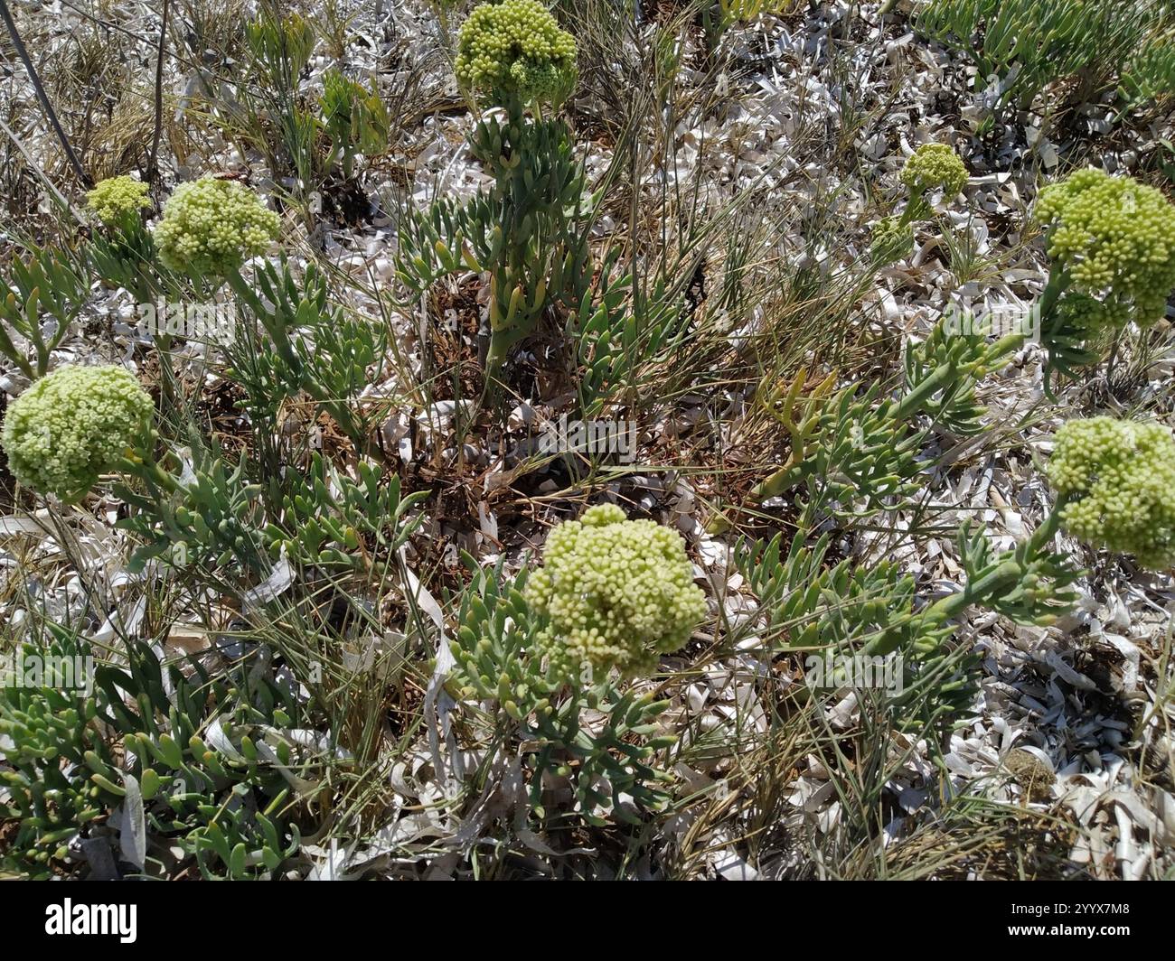 rock samphire (Crithmum maritimum Stock Photo - Alamy