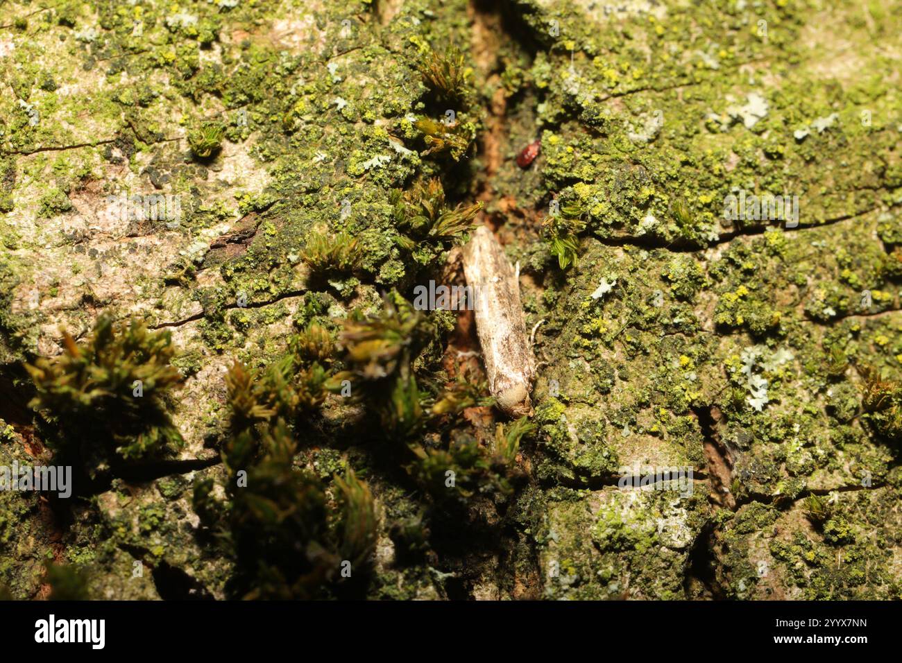 Dingy Dowd (Blastobasis adustella Stock Photo - Alamy