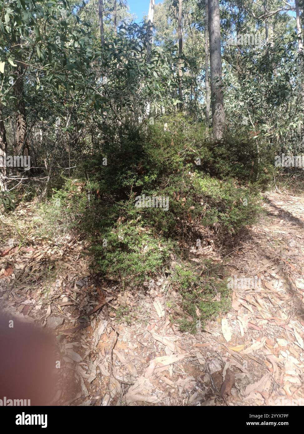 Ground Berry (Acrotriche aggregata Stock Photo - Alamy