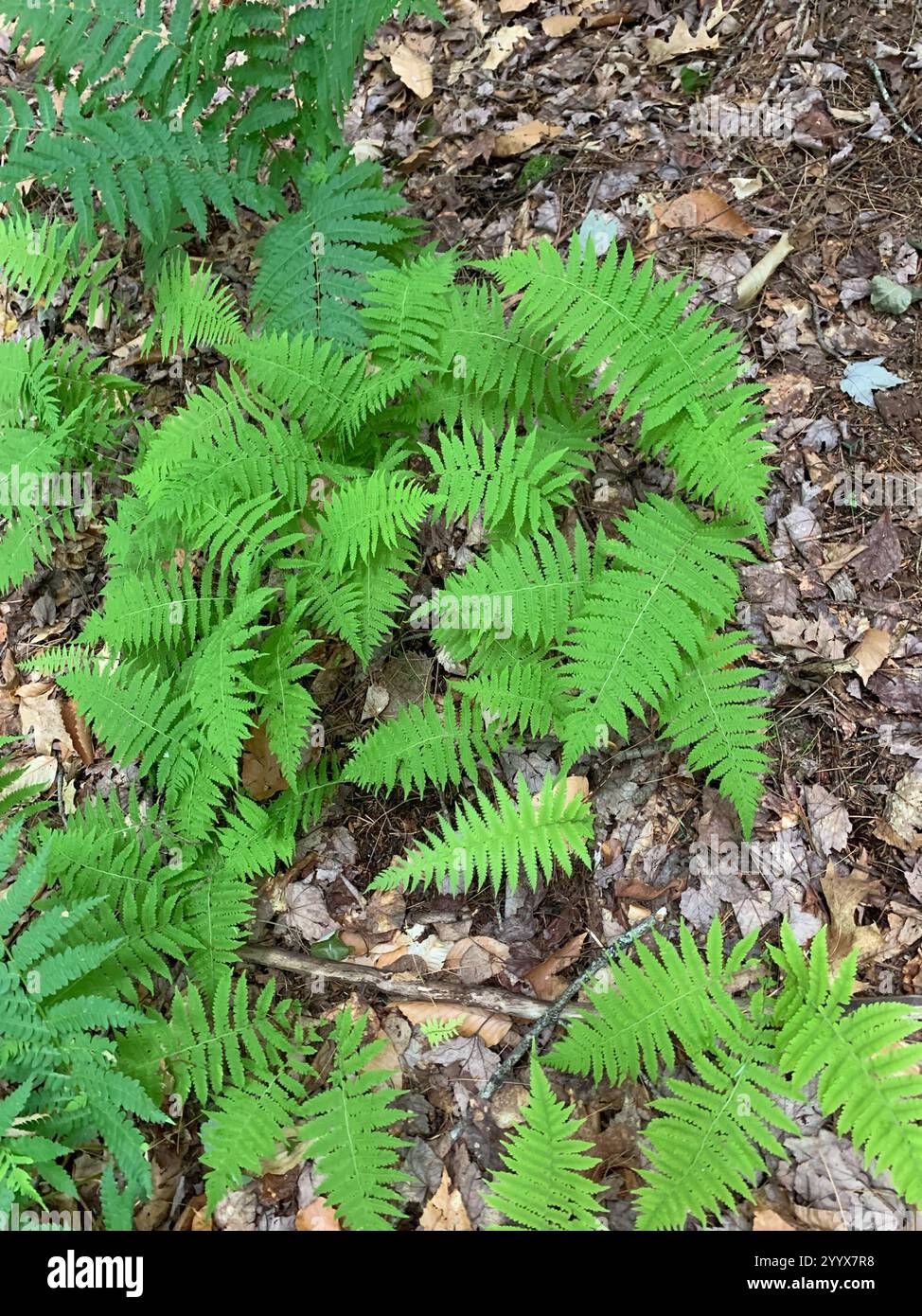 New York fern (Amauropelta noveboracensis Stock Photo - Alamy