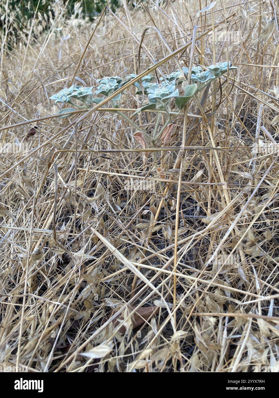 Setiger hi-res stock photography and images - Alamy