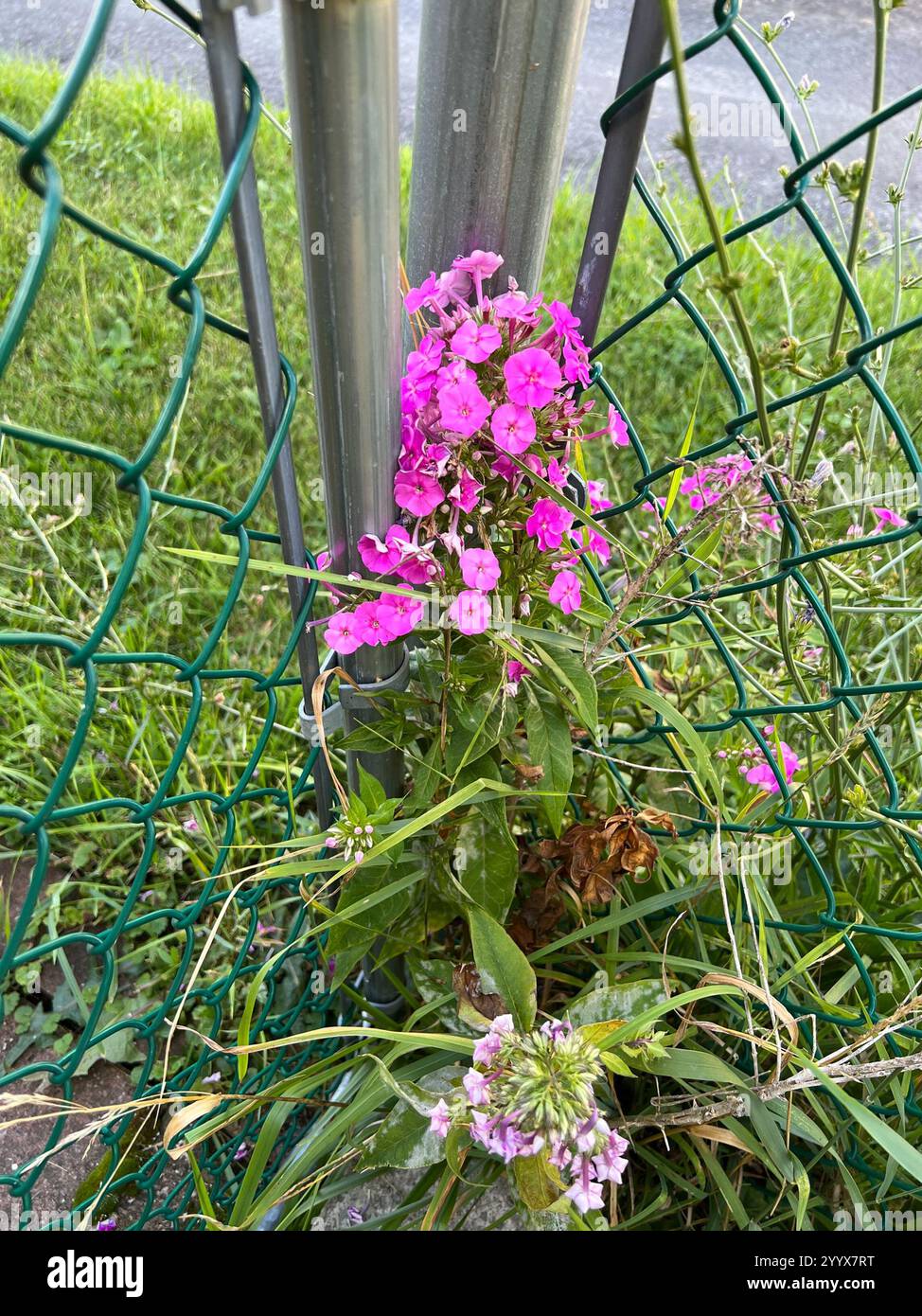 fall phlox (Phlox paniculata Stock Photo - Alamy