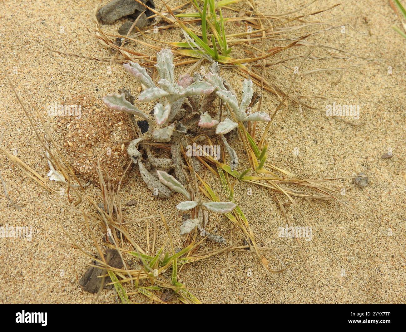 California Aster (Corethrogyne filaginifolia Stock Photo - Alamy