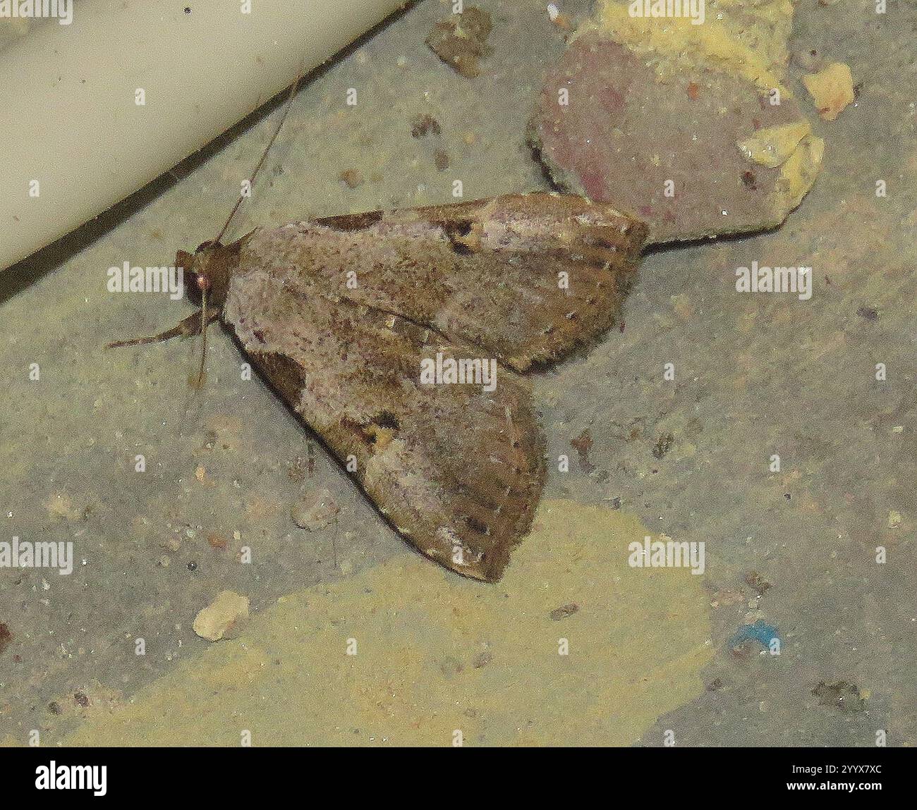 Owlet Moths and Allies (Noctuoidea Stock Photo - Alamy