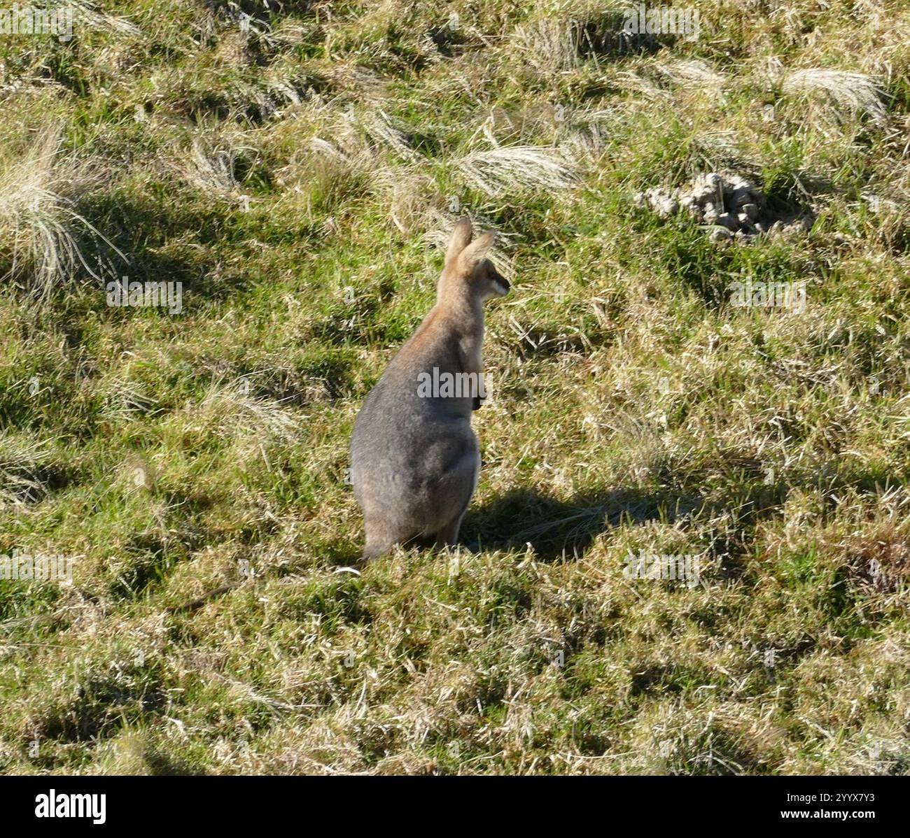 Red-necked Wallaby (Notamacropus rufogriseus Stock Photo - Alamy