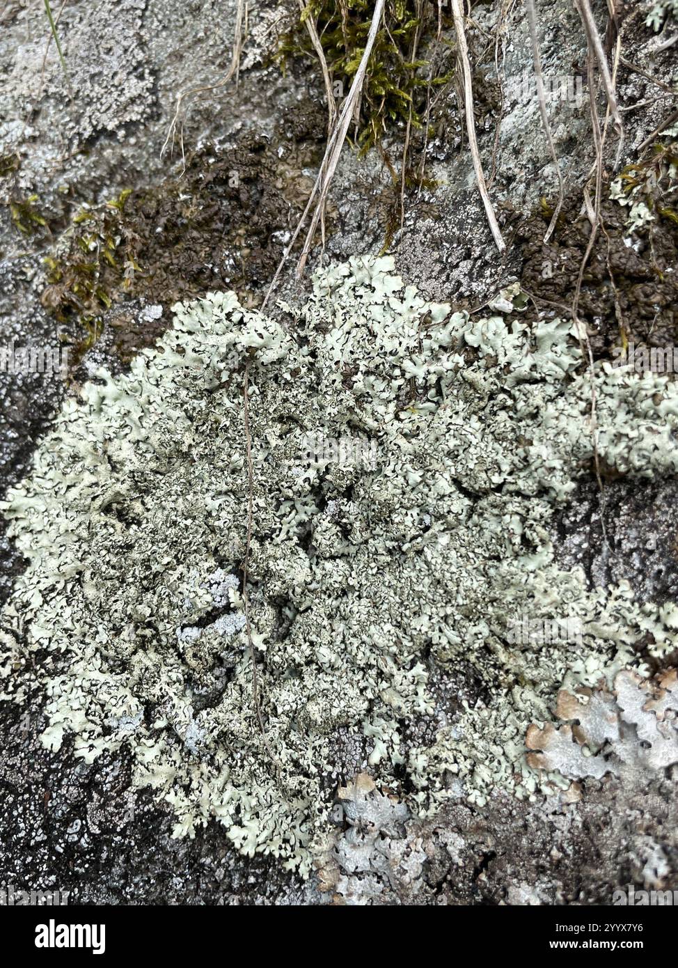rock shield lichens (Xanthoparmelia Stock Photo - Alamy
