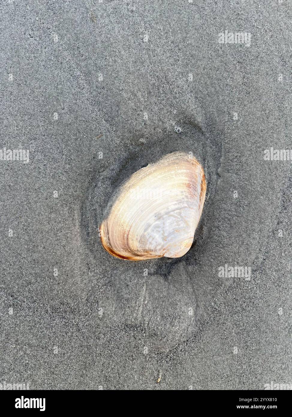West Atlantic Surfclam (Spisula solidissima Stock Photo - Alamy
