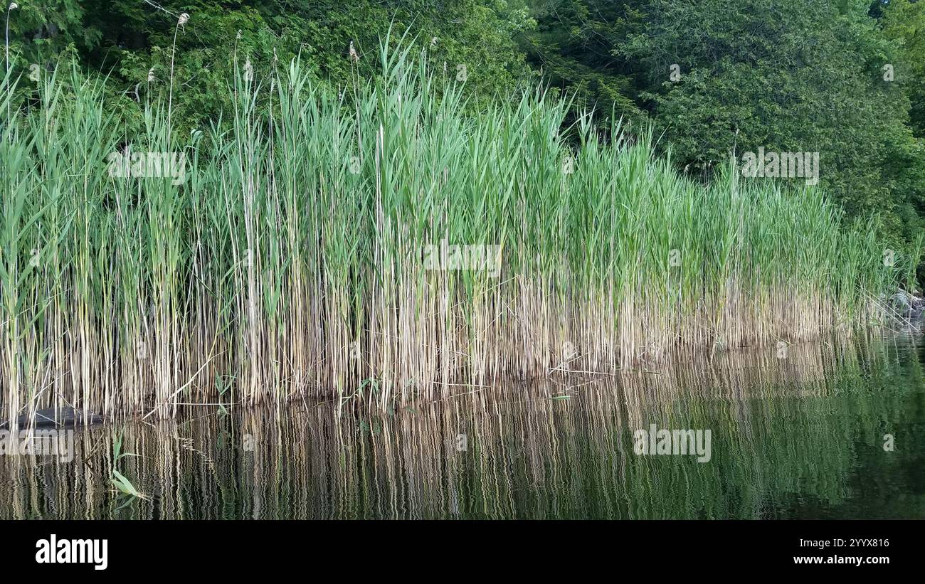 common reed (Phragmites australis Stock Photo - Alamy