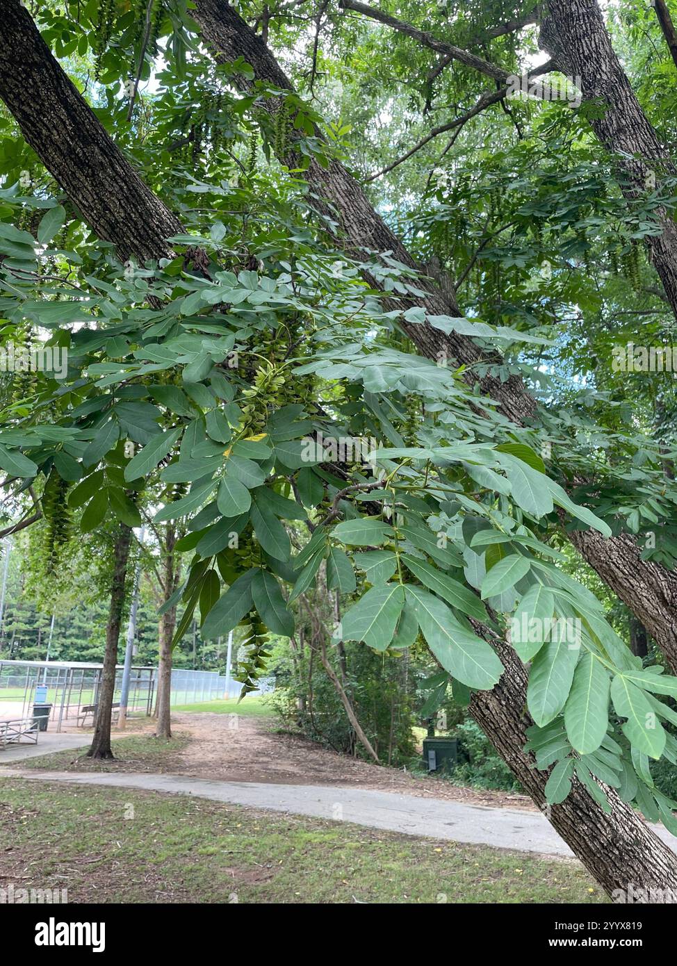 chinese wingnut (Pterocarya stenoptera Stock Photo - Alamy