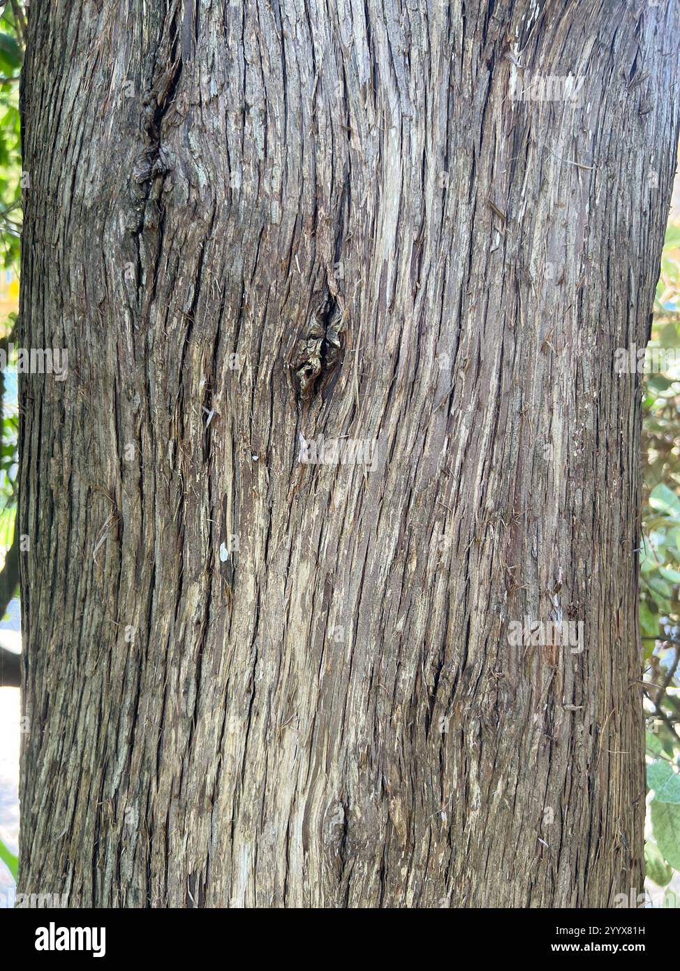 Southern Redcedar (Juniperus virginiana silicicola Stock Photo - Alamy