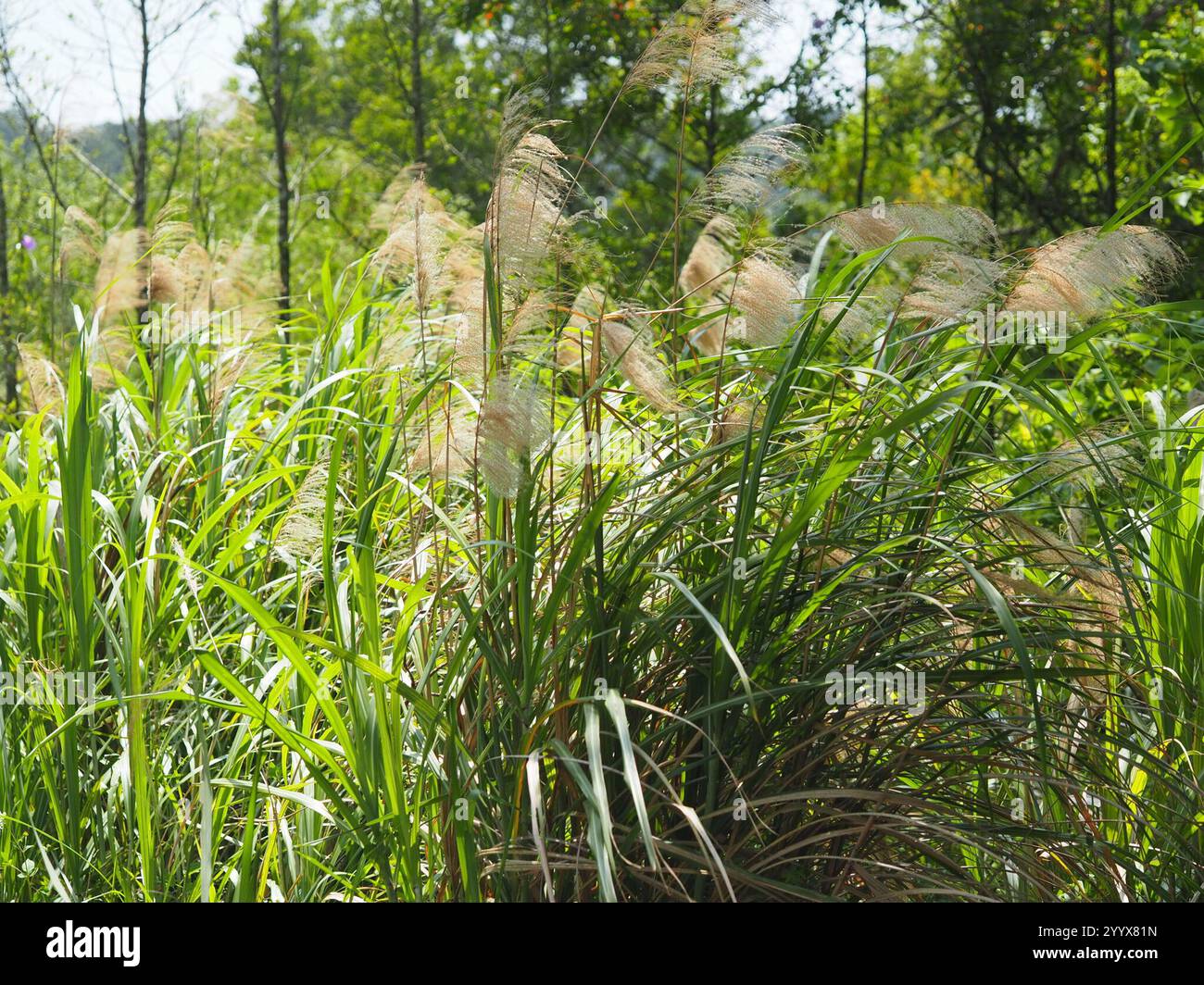 Chinese silver grass (Miscanthus sinensis Stock Photo - Alamy