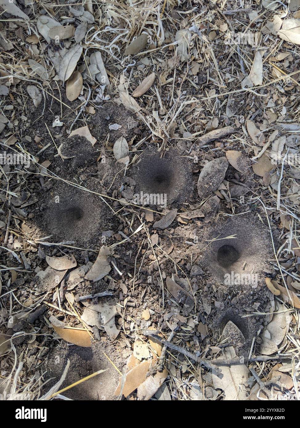 Pit trapping antlions hi-res stock photography and images - Alamy